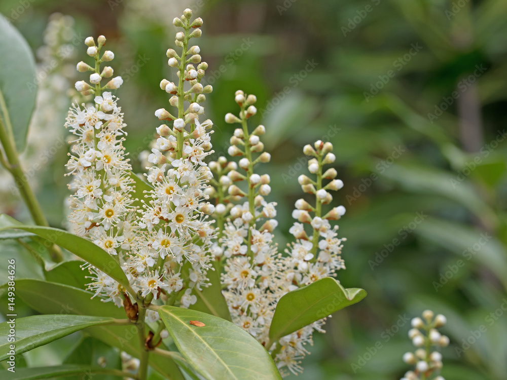 Blühender Kirschlorbeer, Prunus laurocerasus Stock Photo | Adobe Stock