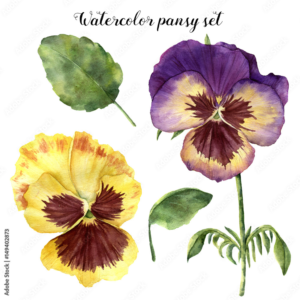 Watercolor floral set with pansy. Hand painted illustration with leaves ...