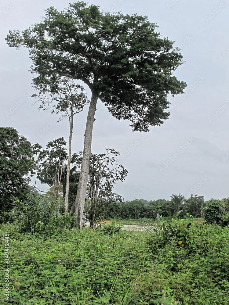 Jeune Kapokier ou fromager, arbre sacré en Guyane française Stock Photo ...