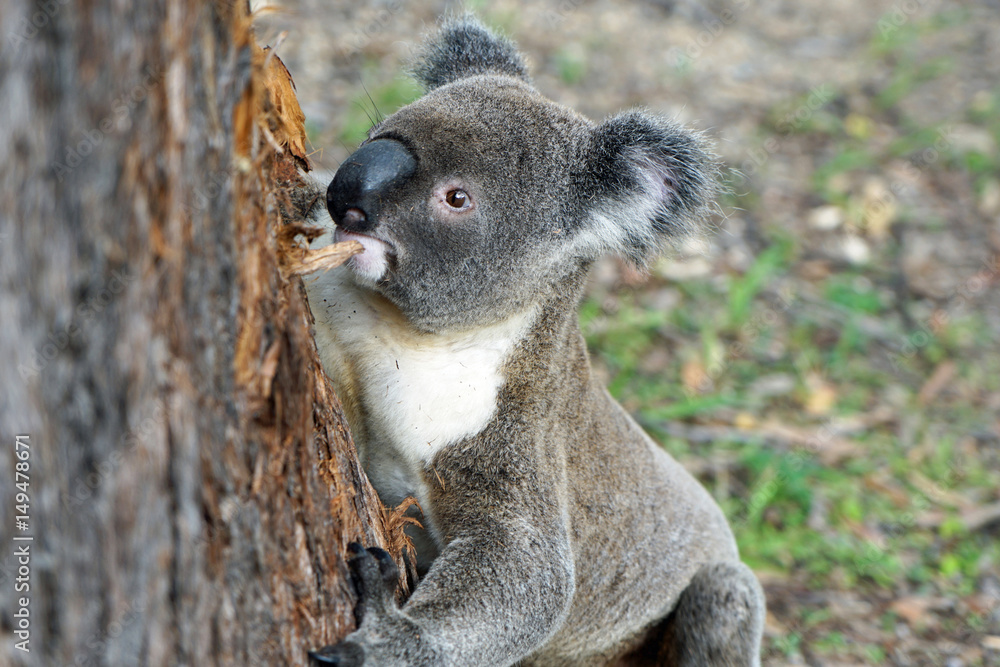 Australian Koala descending from a string bark gumtree Stock Photo ...