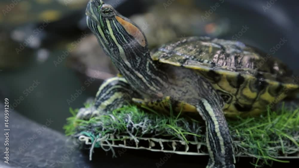 Red-eared slider in closeup Stock Video | Adobe Stock