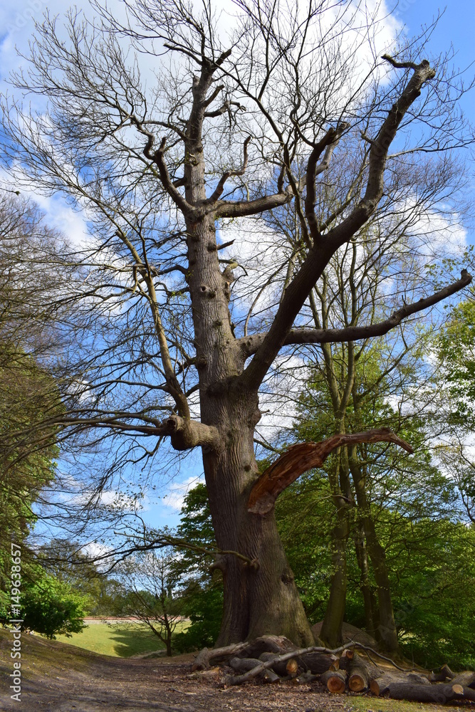 Drzewo, drzewa, konar - tree, trees, bough Stock Photo | Adobe Stock
