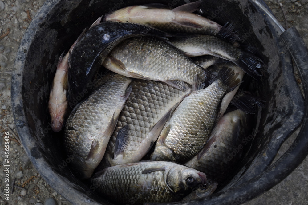 River fish in a plastic bucket. Fish catch. Carp and carp. Weed fish ...