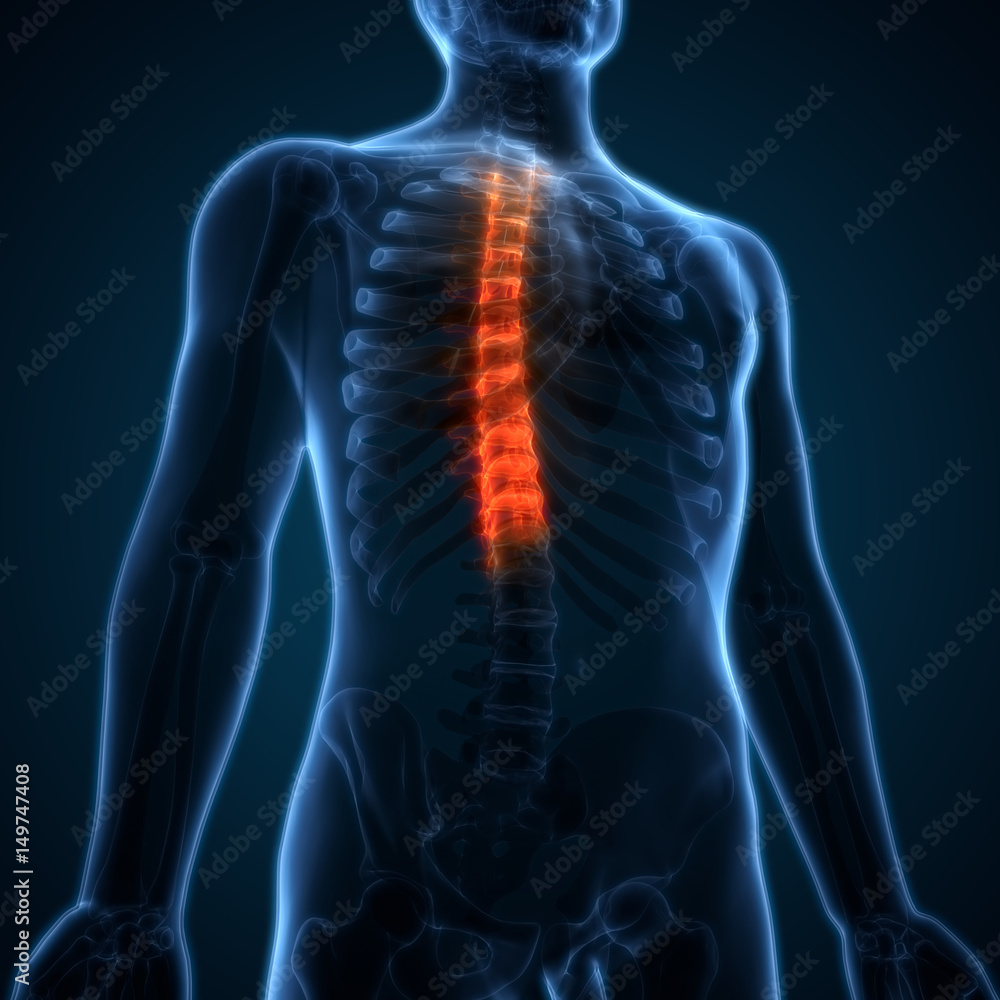 Spinal cord (Thoracic Vertebrae) a Part of Human Skeleton Anatomy ...