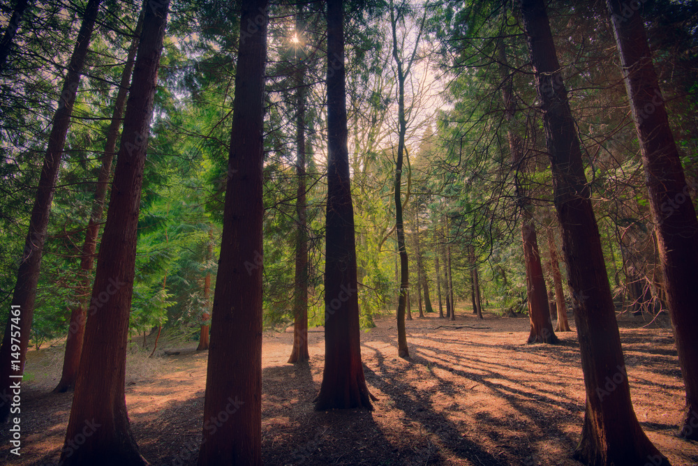 sun filtering through the forest trees Stock Photo | Adobe Stock