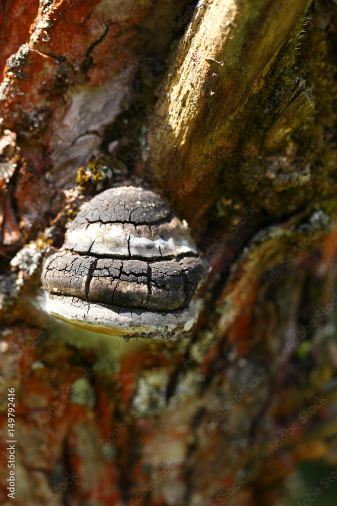 huba na drzewie Stock-Foto | Adobe Stock