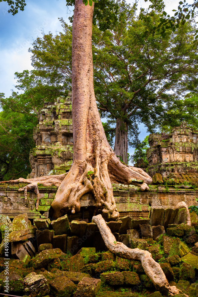 Ta Prohm temple. Ancient Khmer architecture under the giant roots of a ...