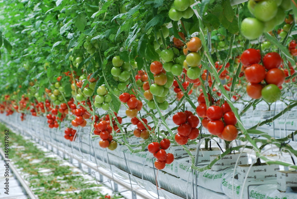 Snacktomaten Tomaten Tomatensalat Nürnberg Deutschland Tomatenpflanze ...