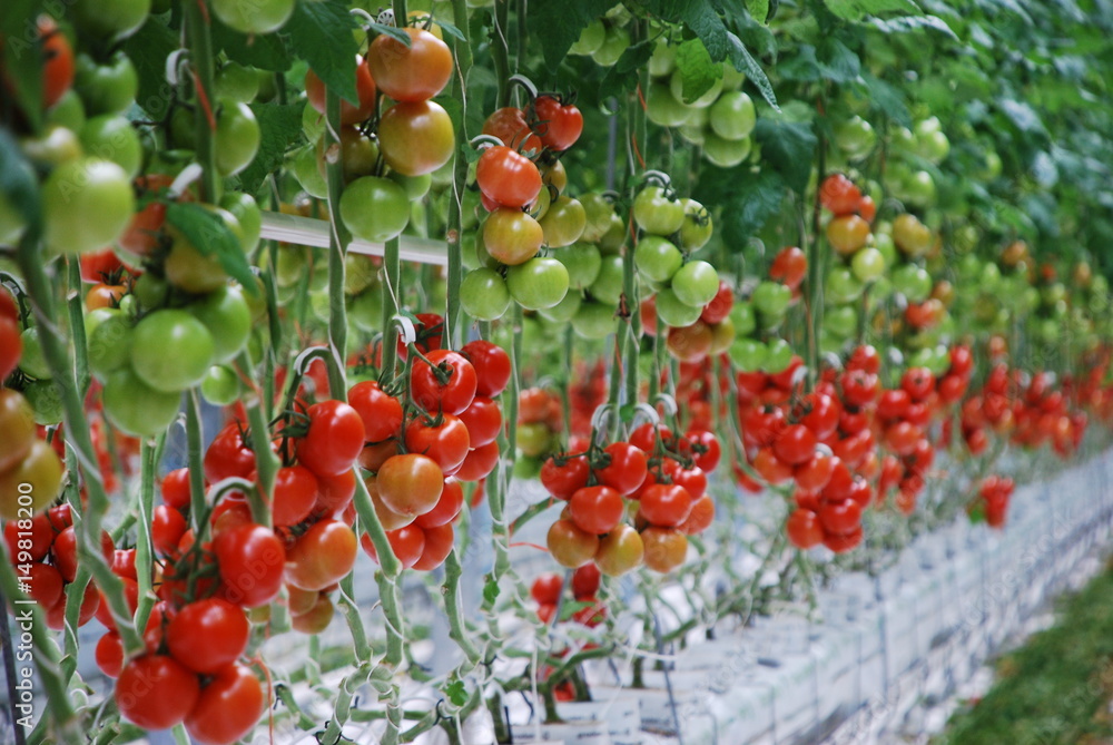 Snacktomaten Hängestrauch Tomaten Tomatensalat Nürnberg Tomatenpflanze ... Snacktomaten Hängestrauch Tomaten Tomatensalat Nürnberg Tomatenpflanze ...