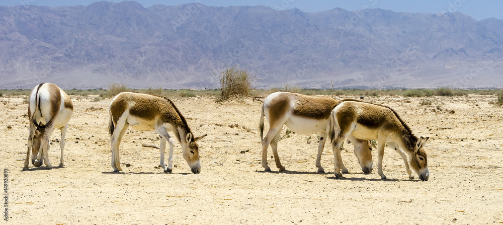 Onager (Equus hemionus) is a brown Asian wild donkey inhabits nature ...