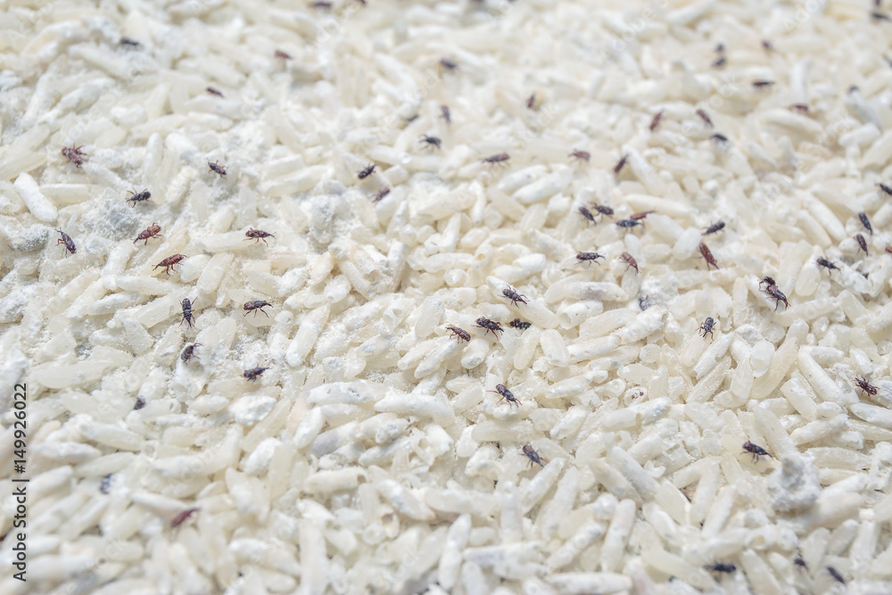 Bugs In Rice