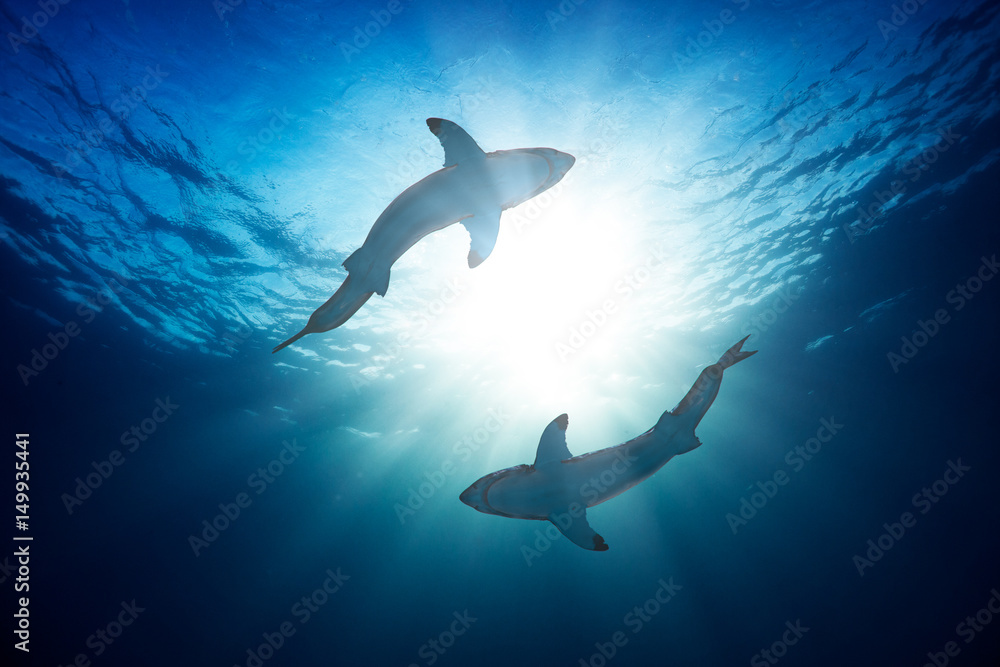 Great white sharks by watersurface view from bottom Stock Photo | Adobe ...