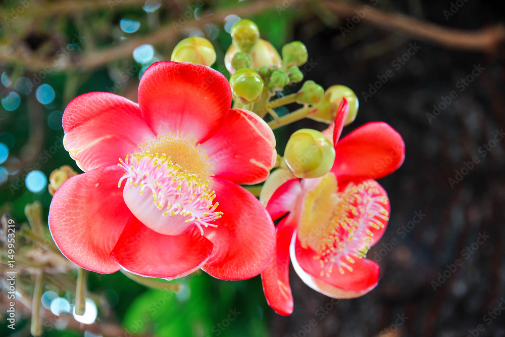 Sal tree have red flower, Scientific name: Shorea robusta. Stock Photo ...