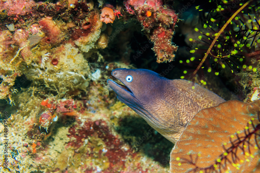 Little Moray eel on a coral reef. The Island Of Mindoro. Philippines ...