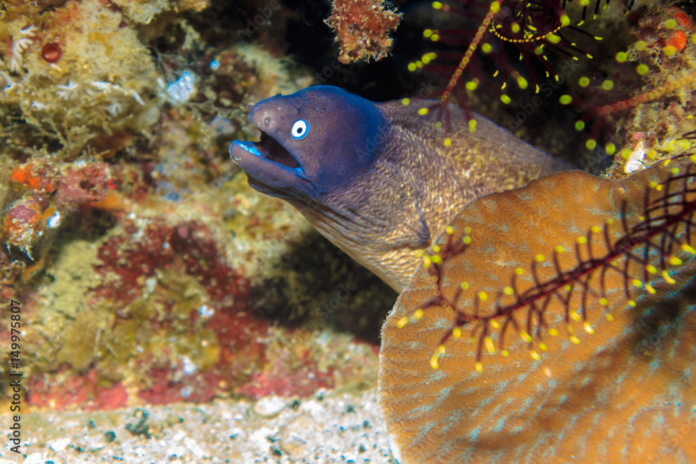Little Moray eel on a coral reef. The Island Of Mindoro. Philippines ...