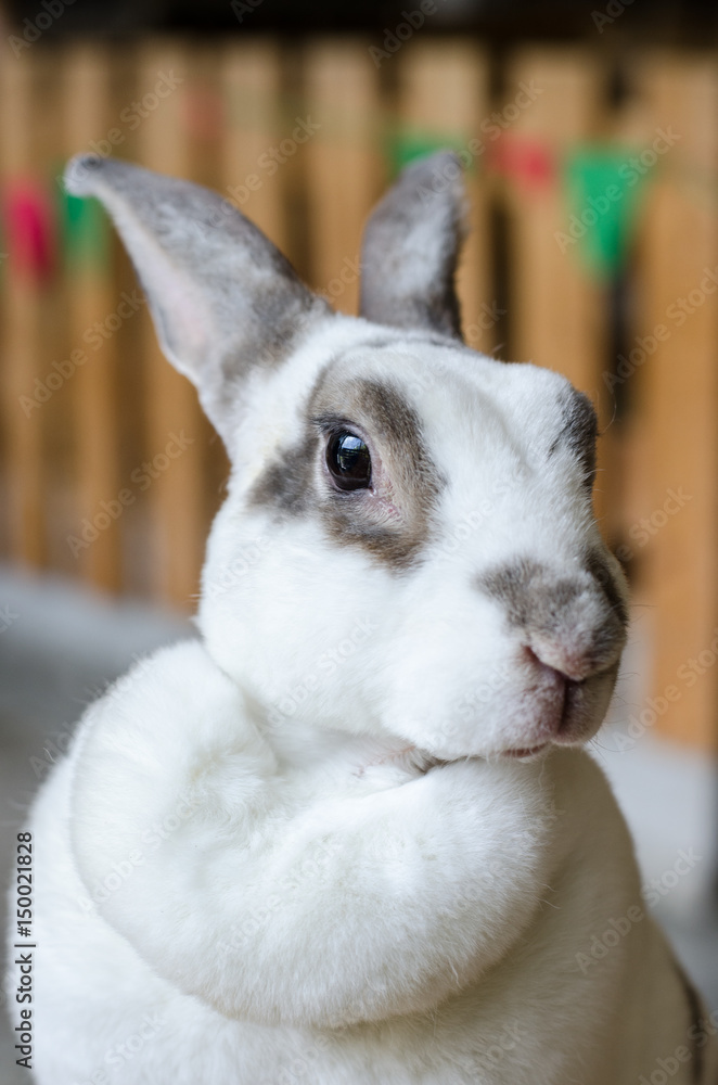 White Mini Rex Blue Eyes