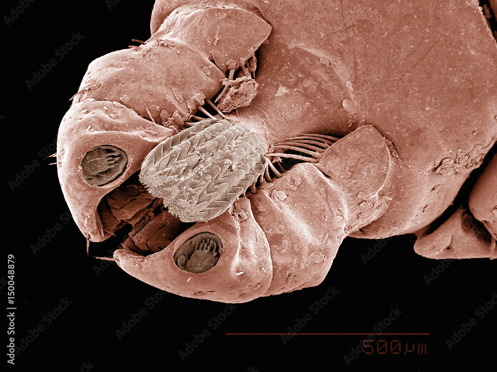 Foto de Mouthparts of a dog tick (Acari: Dermacentor sp.) imaged in a ...