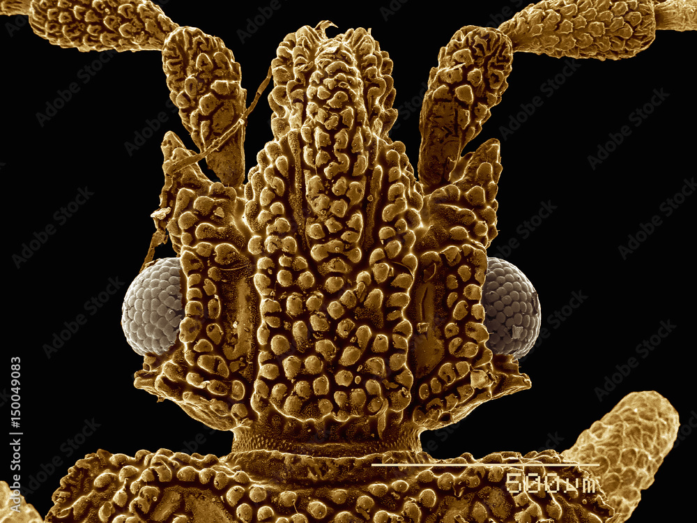 Dorsal view of the head of a flat bug (Hemiptera: Aradidae: Neuroctenus ...