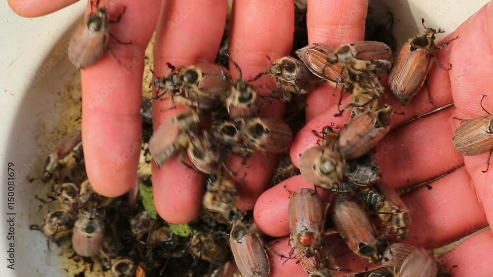 Insects bugs on human hands Stock-Video | Adobe Stock