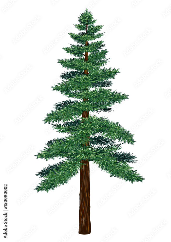 Pine tree vector on white background.Pine tree by hand drawing. Stock ...