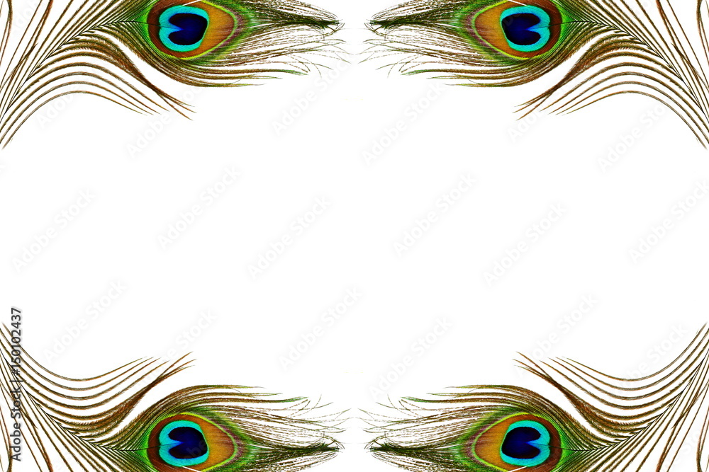 peacock feather texture in white background with text copy space Stock ...