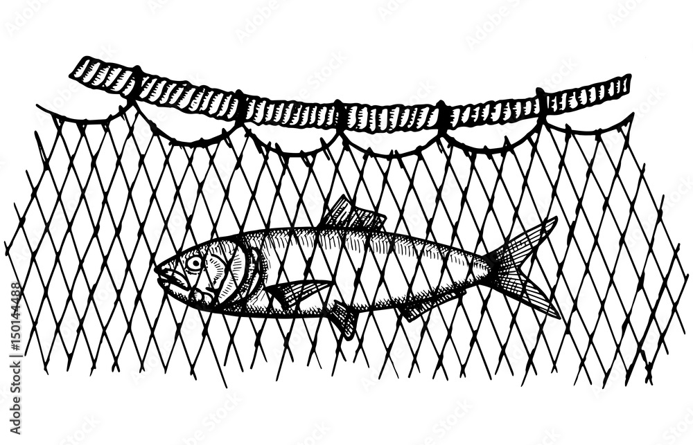 Commercial fish caught in the network. Vector illustration hand drawing ...