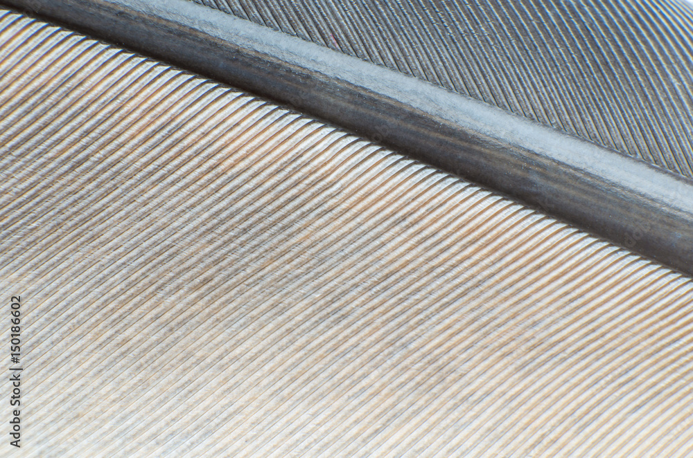 Pigeon feather close-up background texture Stock Photo | Adobe Stock