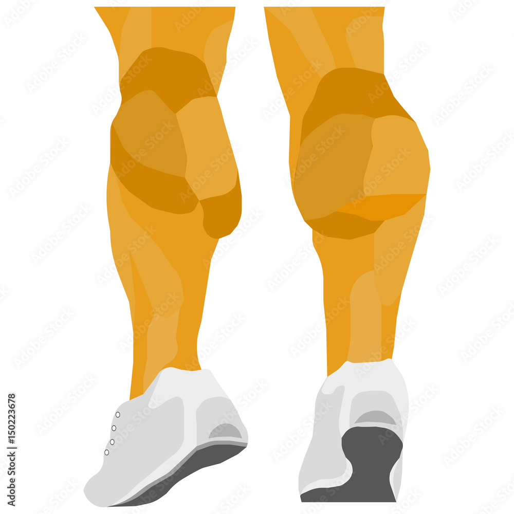 vector image lower legs. leg muscles Stock Vector | Adobe Stock