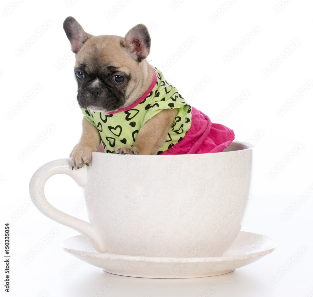 french bulldog puppy sitting in a tea cup Stock Photo | Adobe Stock