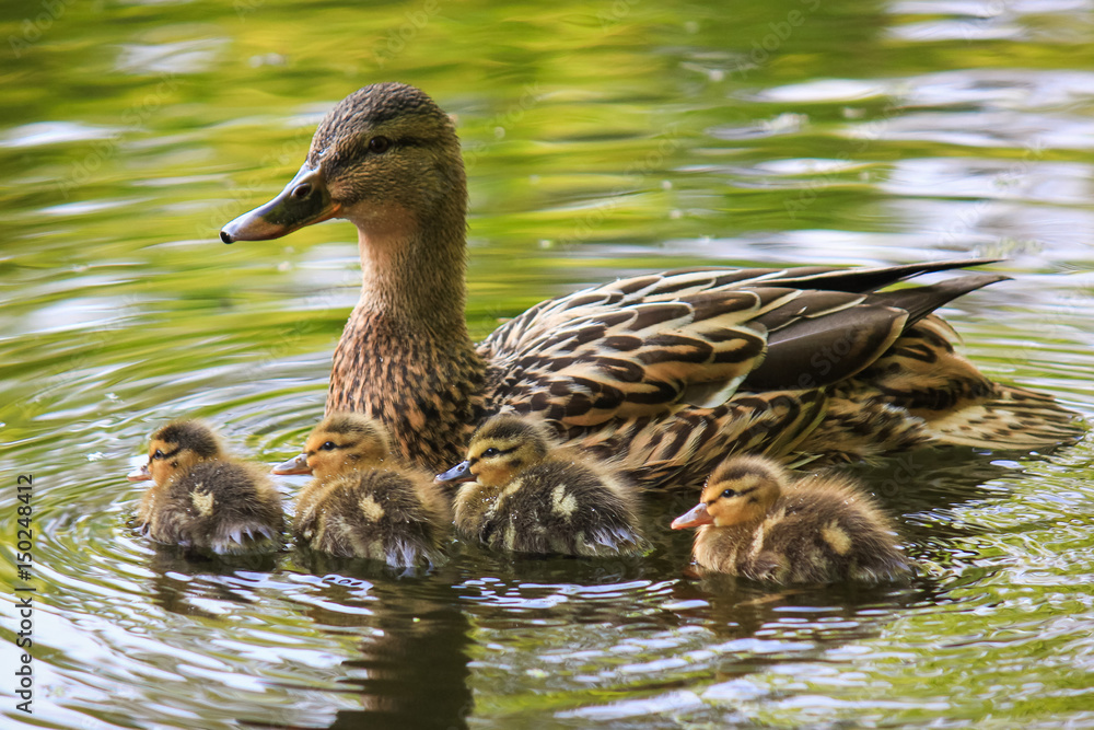 duck, Baby duckling Stock Photo | Adobe Stock