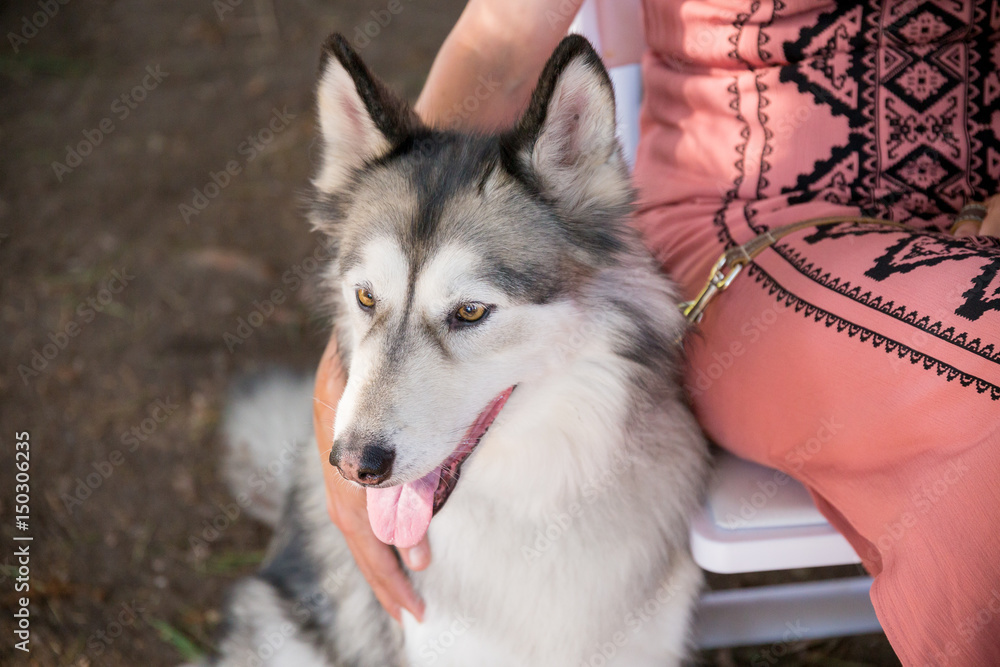 Are Huskies Friendly