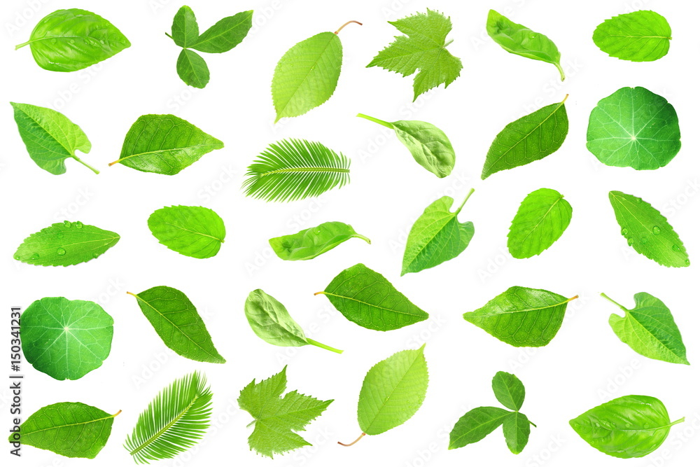 tree leaves texture background Stock Photo | Adobe Stock