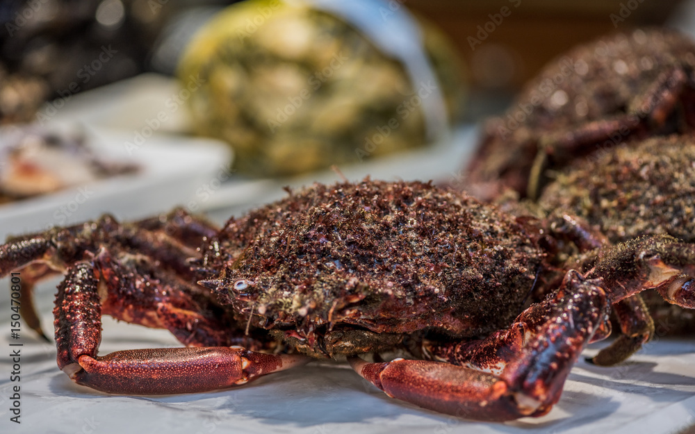Centollo vivo en mercado gallego foto de Stock | Adobe Stock