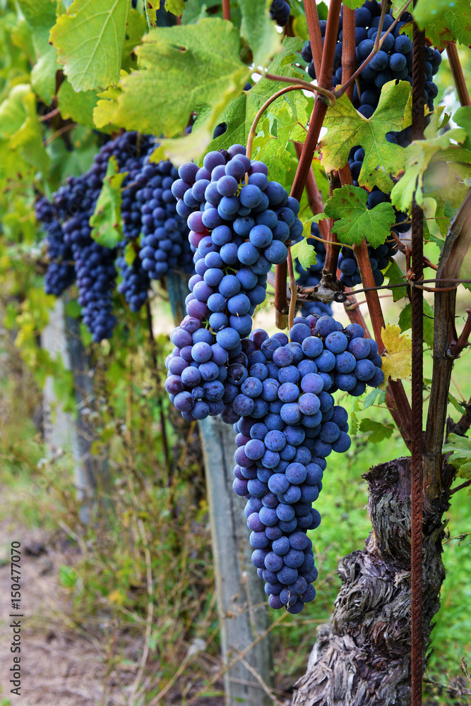 Red Wine Grapes