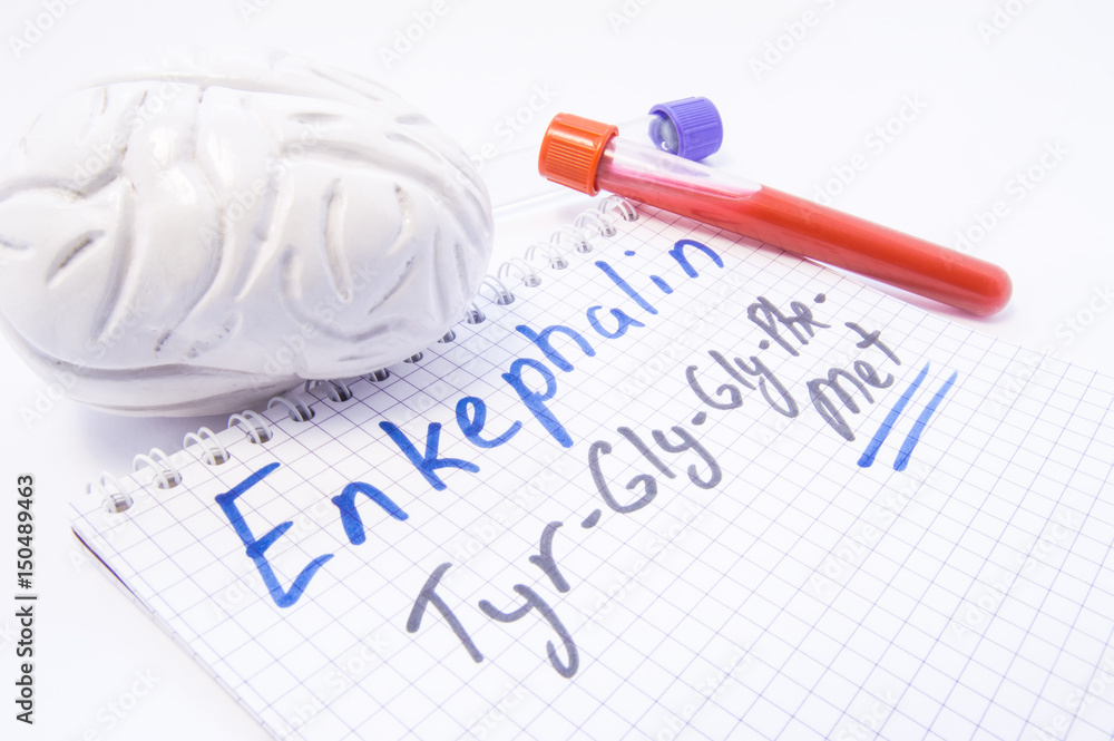 Neurotransmitter Enkephalin. Human brain model, laboratory test tubes ...