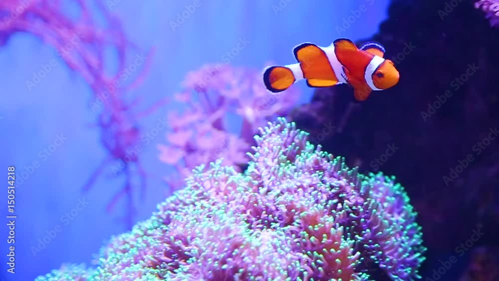 Closeup of beautiful vibrant orange and white clownfish swimming alone ...