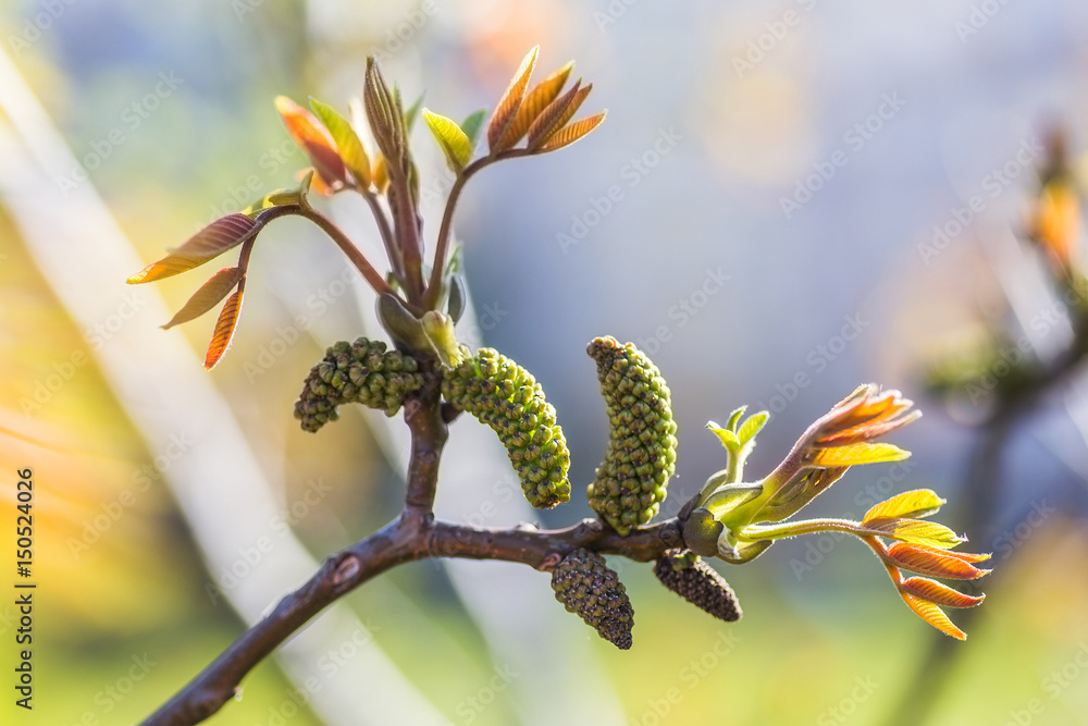 Walnut blooms. Walnuts young leaves and inflorescence on a city ...