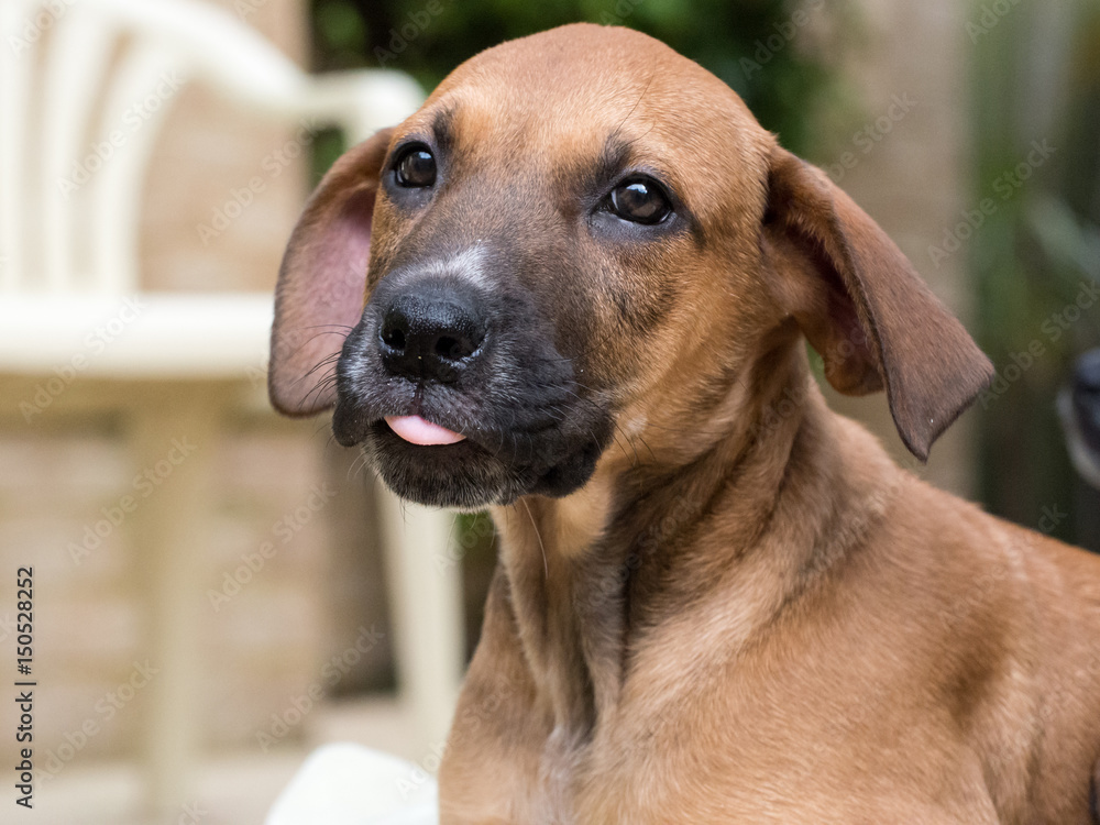 Tan puppy with big floppy ears and tongue out Stock Photo | Adobe Stock