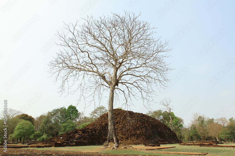 Standing dead tree among bricks from ruin ancient city at Si Thep ...