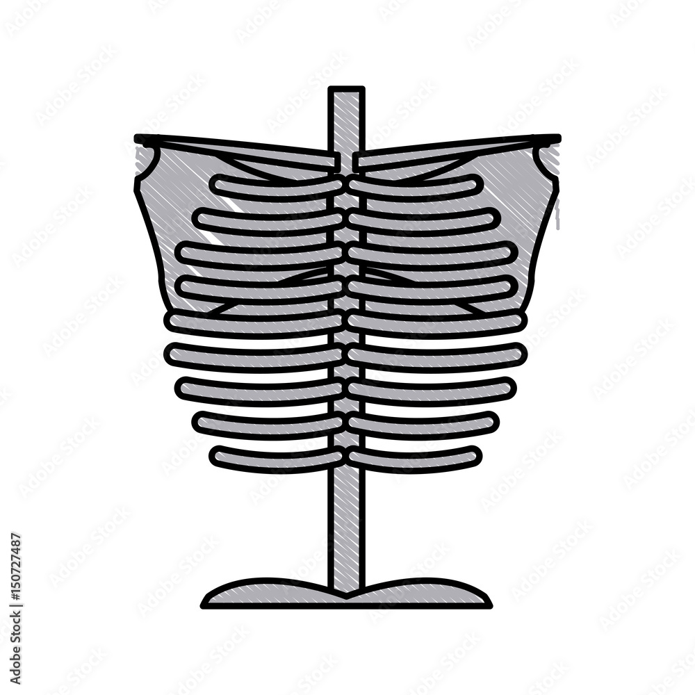 skeleton chest human part anatomy vector illustration Stock Vector ...