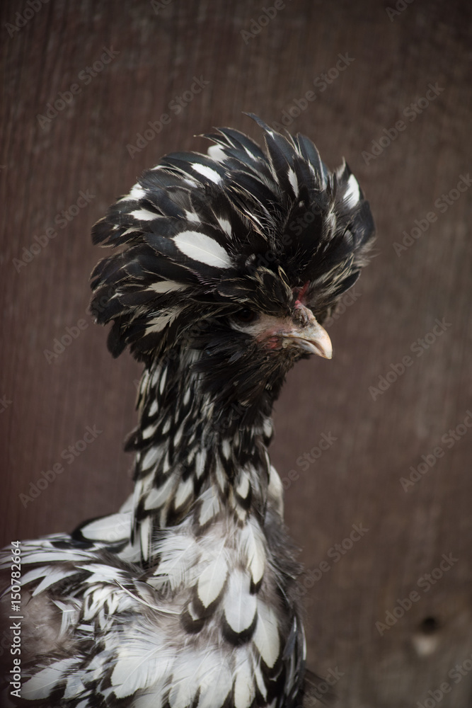 Silver Laced Polish Chickens
