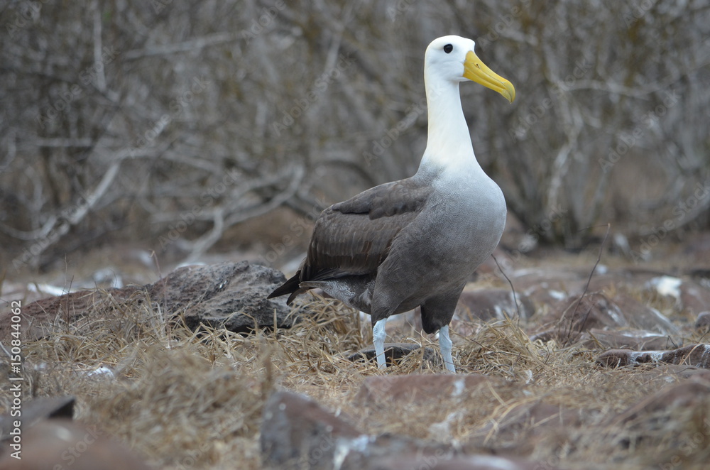 Waved Albatross (also known as Galapagos Albatross), in a nesting ...