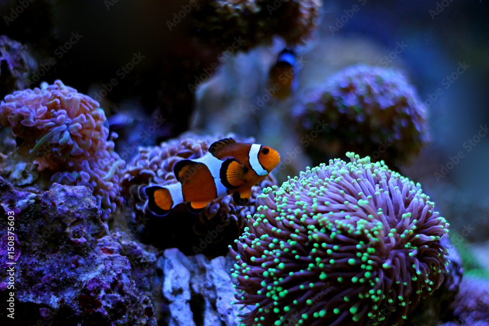 Finding Nemo in coral reef aquarium Stock Photo | Adobe Stock