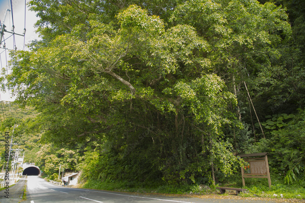 Banyan tree in Uken village,Amami oshima island Stock Photo | Adobe Stock