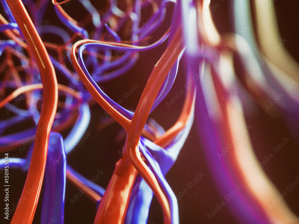 Blood vessels of a human - 3D Rendering Stock Illustration | Adobe Stock