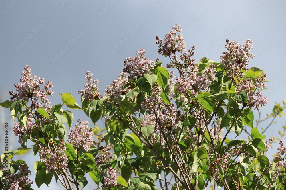 Fleur et feuilles de lilas commun ou lilas francais, Syringa vulgaris ...