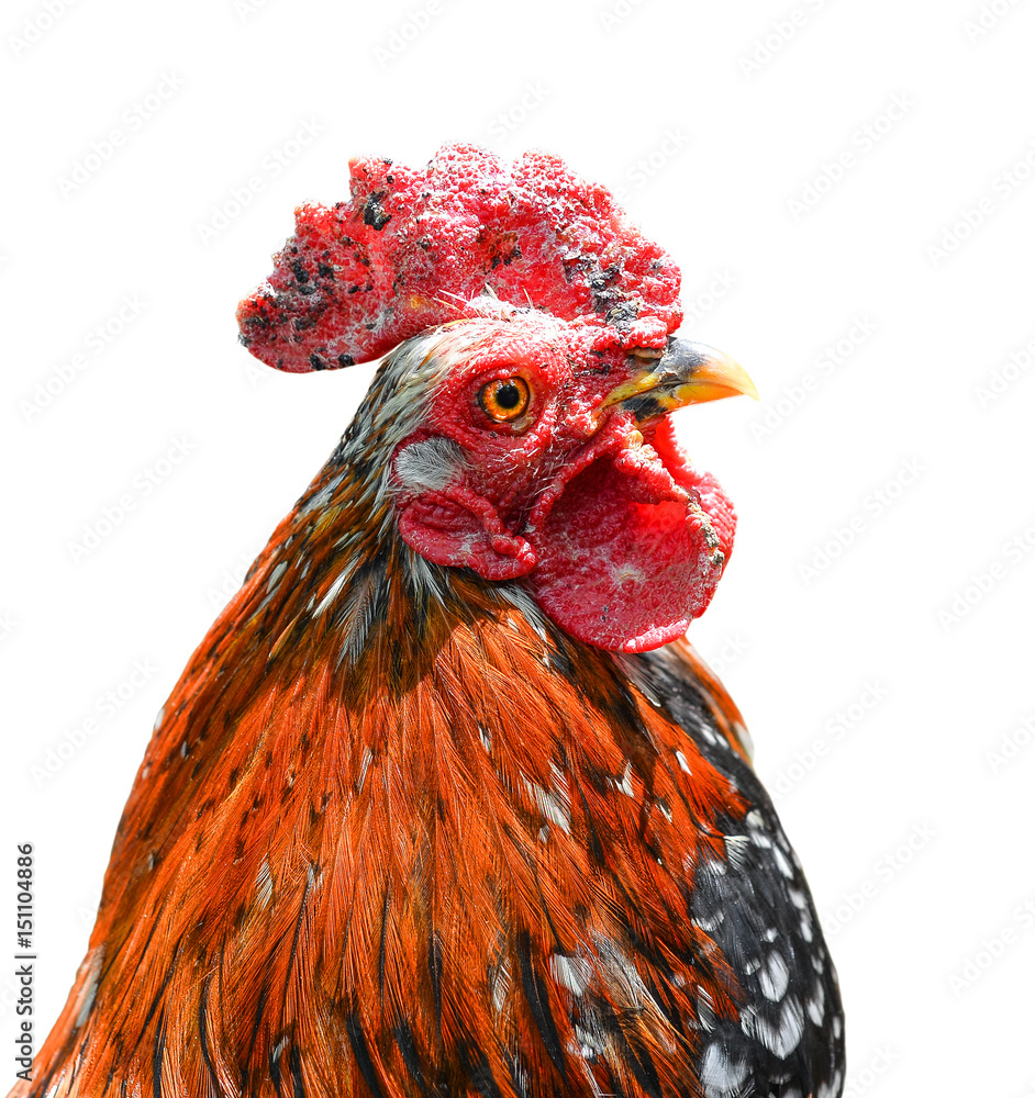 Big beautiful male rooster isolated on white background. Cock crowing ...
