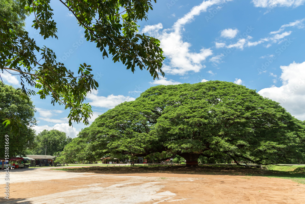 Giant Rain Tree,The big tree in kanchanaburi,thailand ,attractions ...