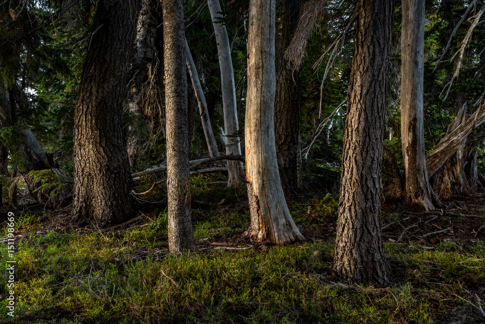 Subalpine forest, Goat Rocks Wilderness, Cascade Range, Washington ...