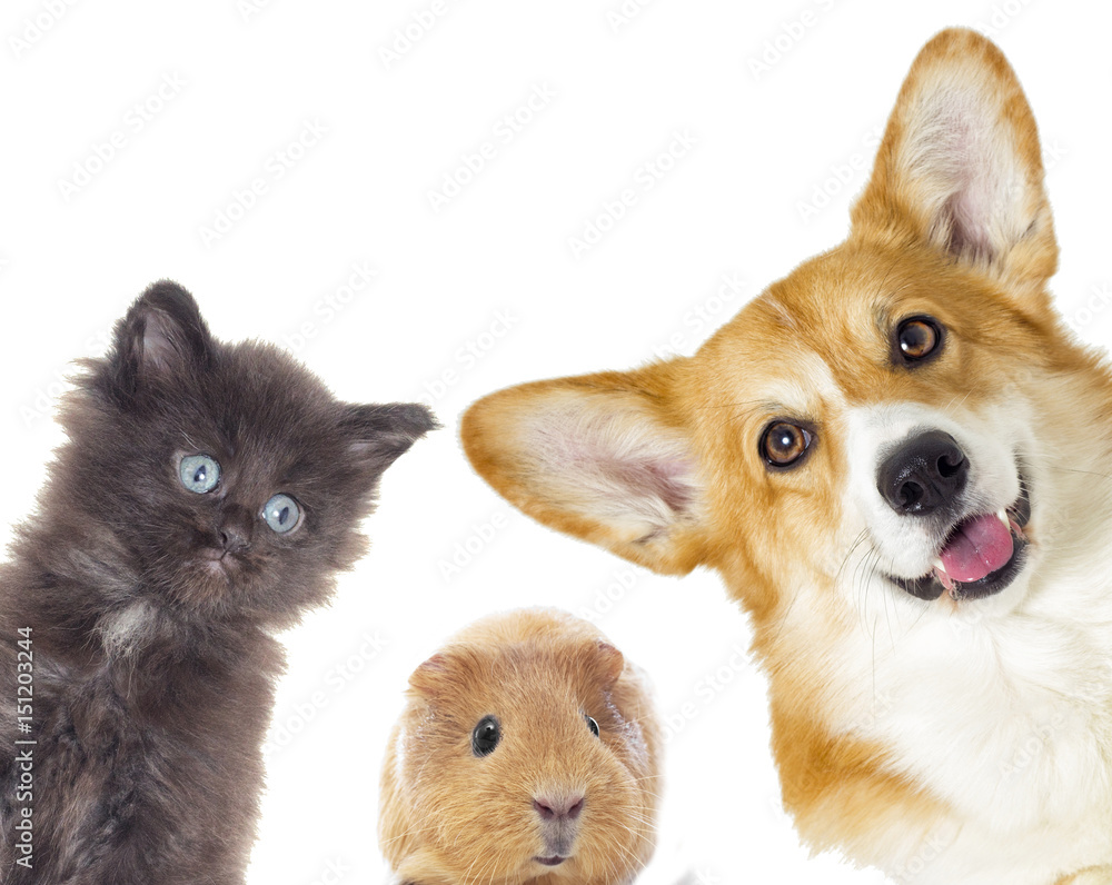 Puppy and kitten and guinea pig Stock 写真 | Adobe Stock